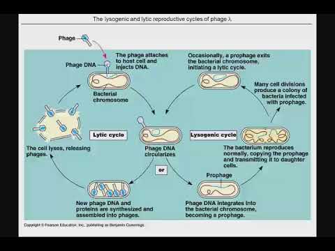 BIOL160 03 06 Viruses