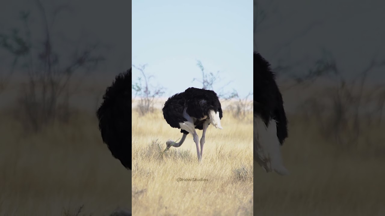 Ostrich in the wild #africa #savannah #ostrich #bird #nature #bird #wildlife #beautiful #sit HA28982