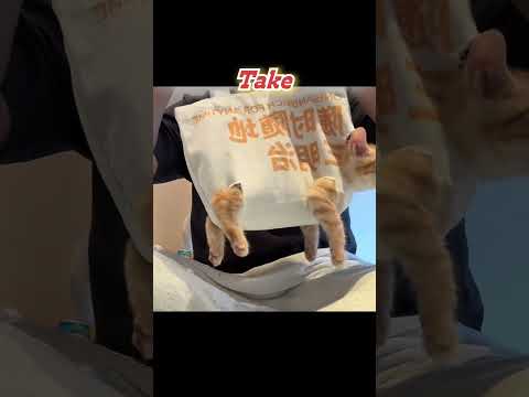 Cutting Cat Nails Solo? Here’s How to Do It!