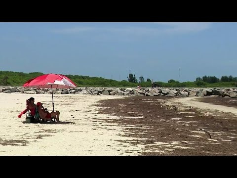 Smelly Florida beaches? Sargassum seaweed - What is it, and why is it on Florida beaches?