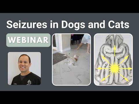 Seizures in Dogs and Cats || SEVN Webinar Series