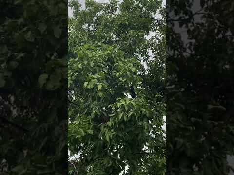 Breeze - Genip Tree In Rain - Movie - In (what is now called) Jamaica