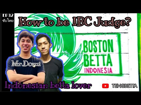 (ซับไทย) How to be IBC Judge with Domi Boston Betta| TENGBETTA EP32