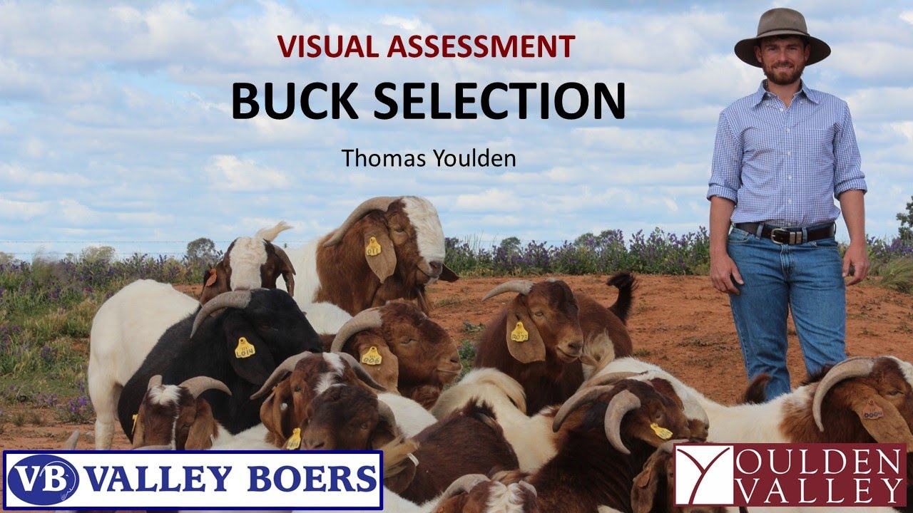 Buck Selection - Visual Assessment