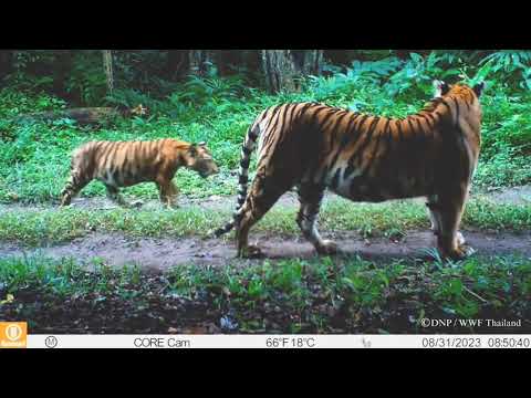 Photos & Videos | WWF