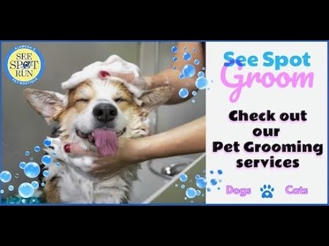 See Spot Groom - Pet Grooming Services