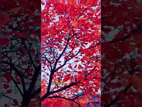 The Beauty of Red Maple Trees | Amazing Fall Charm #shortvideo #amazing