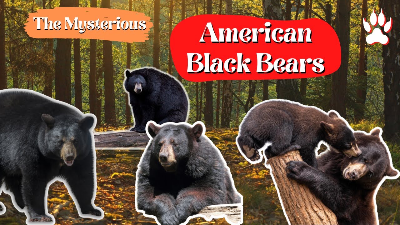 The Mysterious World of American Black Bear (Ursus Americanus)!