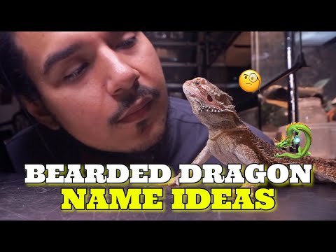Bearded Dragon Name Ideas | How To Pick The Right Name For Your Dragon!