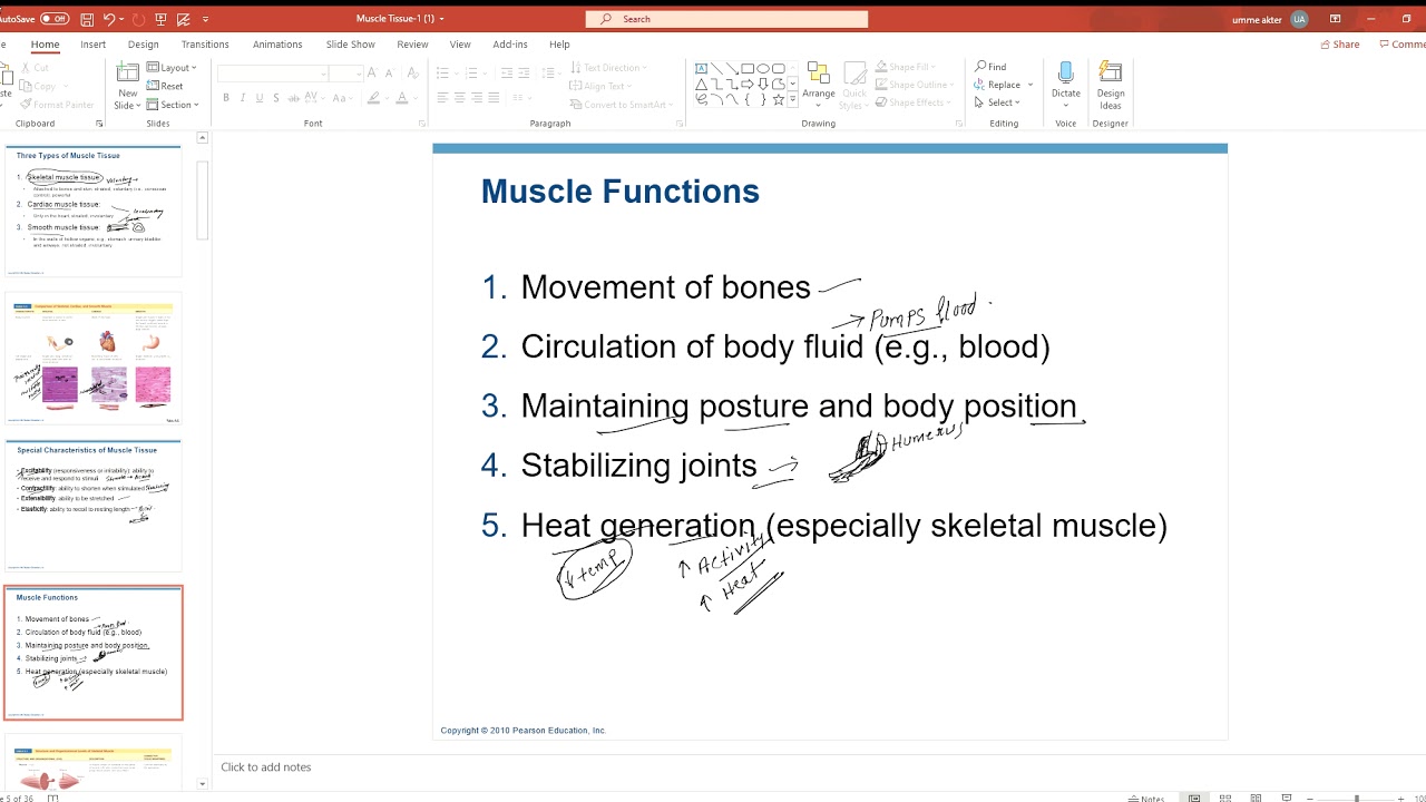 Muscle Tissue 1 1   PowerPoint
