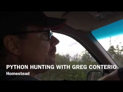Python hunting with Greg conterio