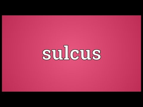 Sulcus Meaning