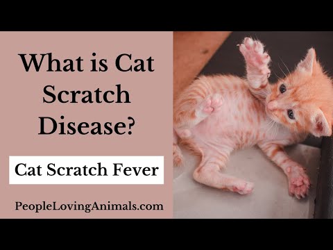 What is Cat Scratch Disease? (Also Known as Cat Scratch Fever) Causes, Symptoms, Prevention