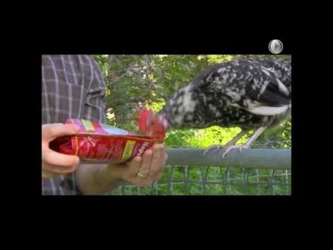 The Basics of Raising Free Range Chickens -- MOTHER EARTH NEWS