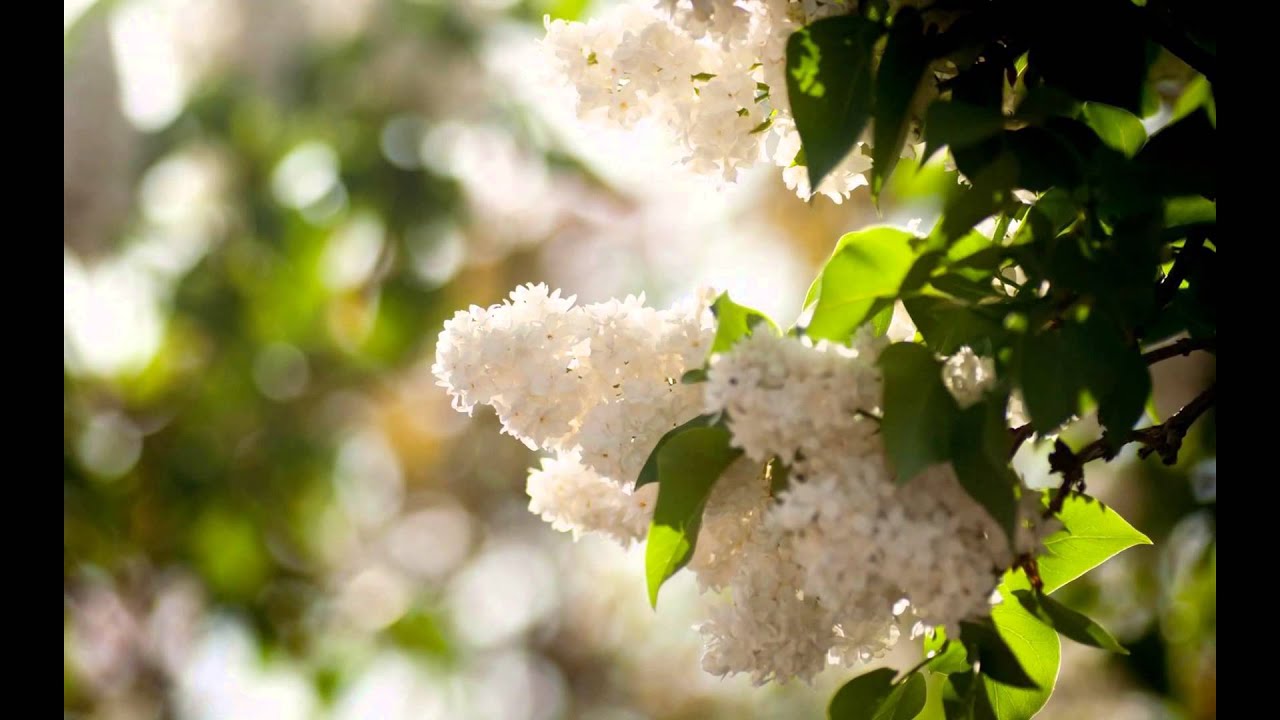 30 Beautiful Flowers High Resolution Wallpapers Free Download