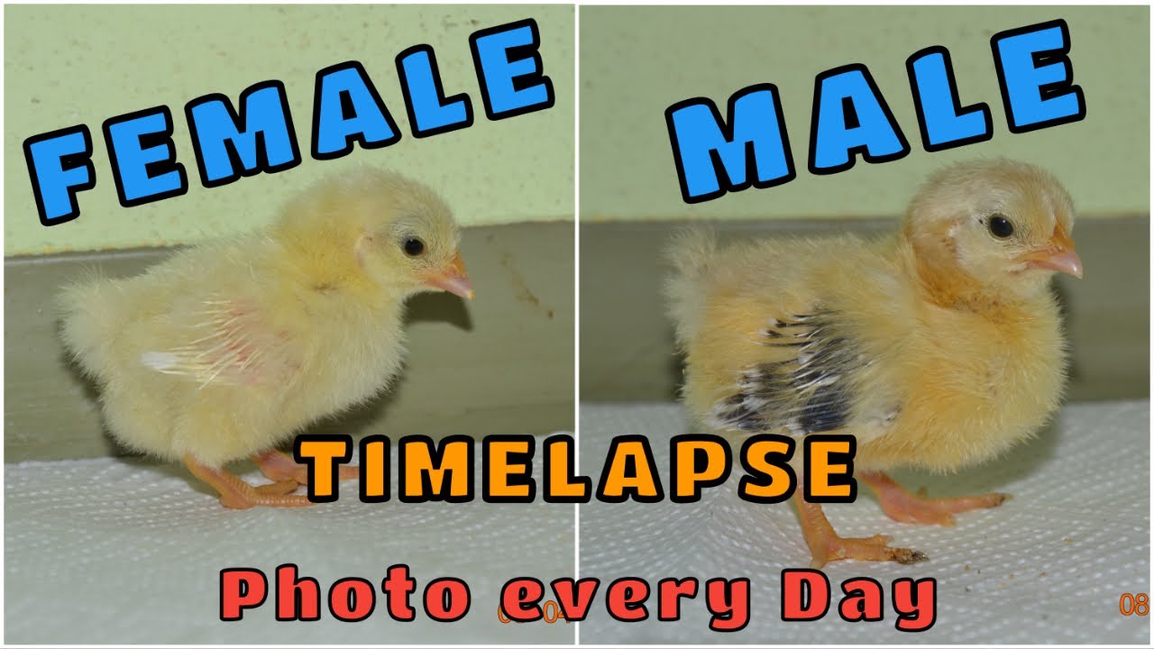 How to tell Rooster from Hen | Male and Female Chicks growing up | Gender Differences in Development