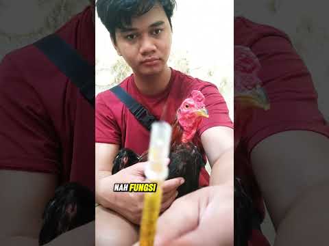Cara menyuntik Yg benar Saat vaksin ayam
