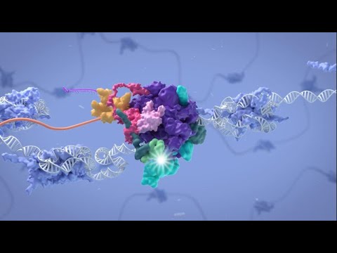 Transcriptional elongation control of hypoxic response and therapeutic approaches