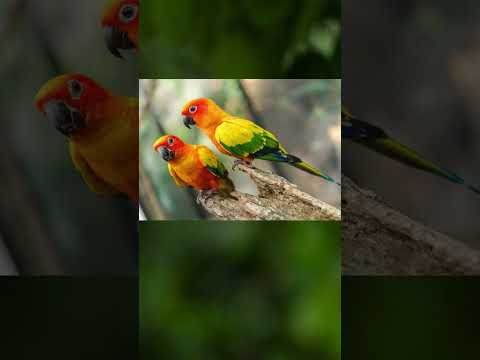 'பேடு' எனும் தமிழ்ச்சொல்லிருந்து உருவானதே 'BIRD' எனும் ஆங்கிலச்சொல் | #பேடு #தமிழ் | #Bird #English