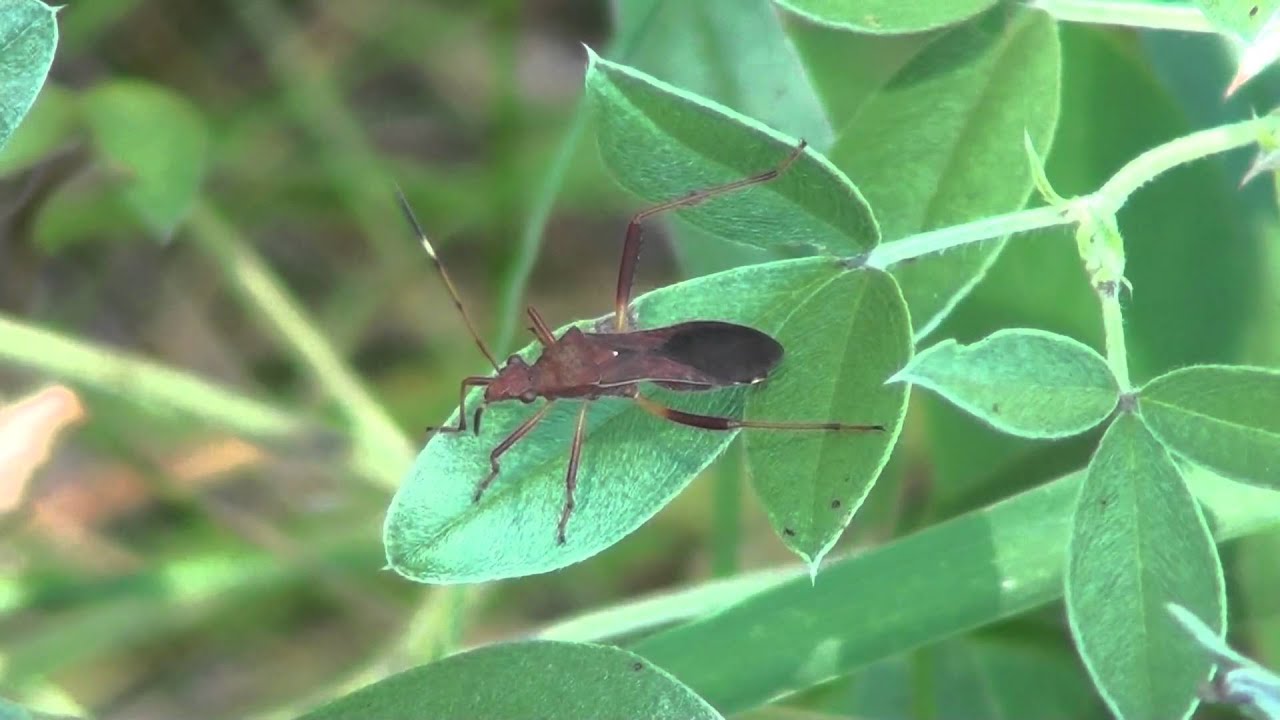 Broad-headed Bug (Alydidae: Megalotomus quinquespinosus) on Leaf
