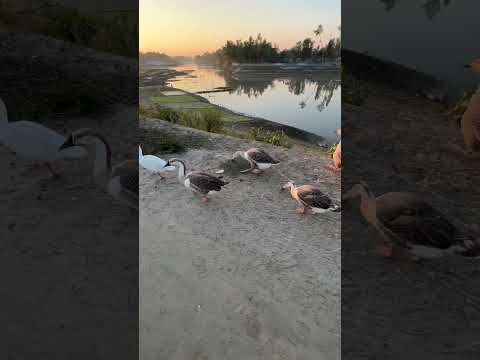 Watch the Majestic Geese Walk and Call in Harmony | Nature's Symphony