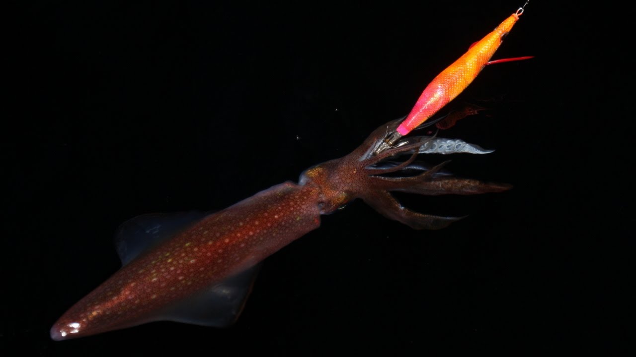 Som – Lipanjsko ludilo na jezerima - Praktični Ribolov