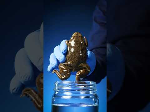 Frogs Were the First Reliable Pregnancy Test