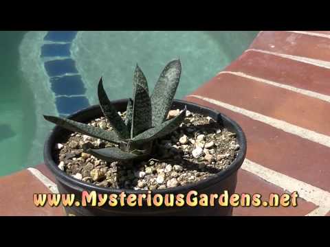 Gasteria X Persian Slipper | Mysterious Gardens G00003