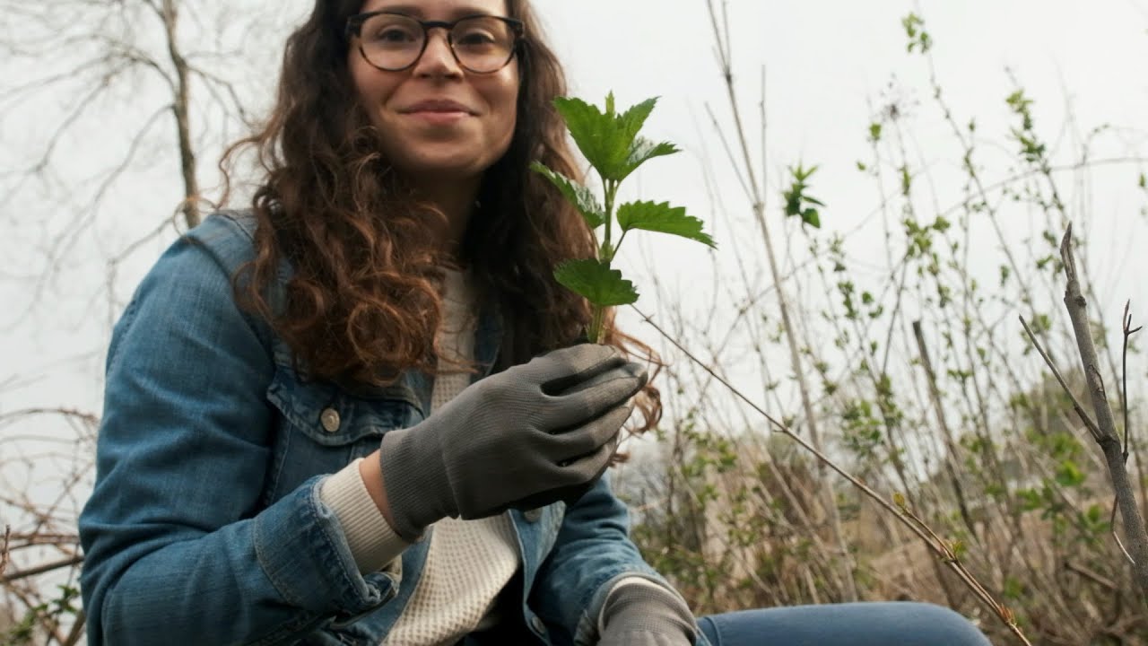 Identify, Harvest, and Prepare Stinging Nettle