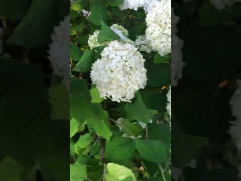 💚🤍My beautiful little Annabelle hydrangea flower bush In the golden hour sun🤍💚
