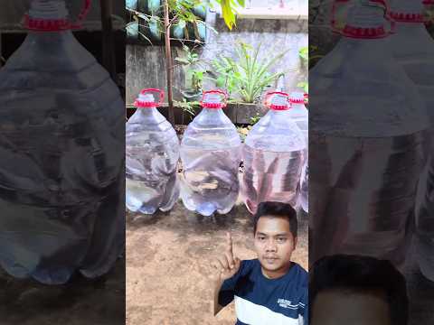 Budidaya ikan lele dalam galon #peternakan #lele #agriculture