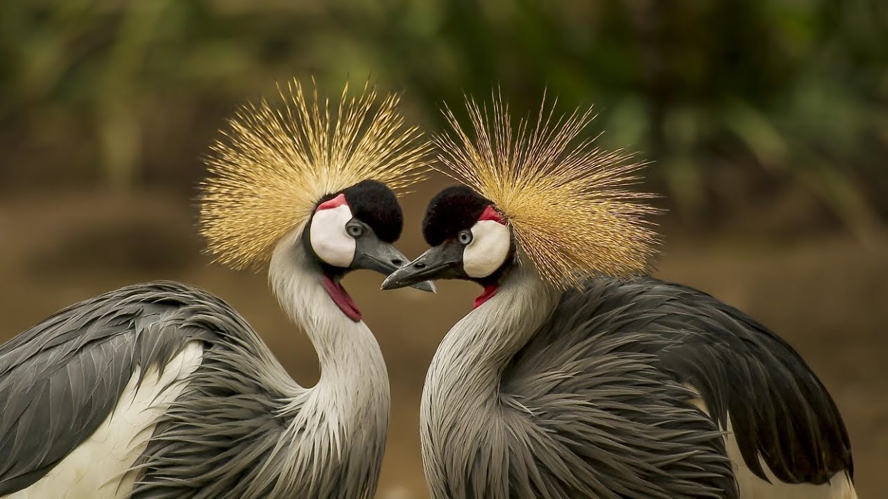 4K Laptop Screen Wallpapers – Ultra HD Aesthetic Background (No Sound)