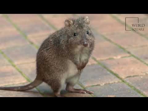 Interesting facts about potoroo by weird square