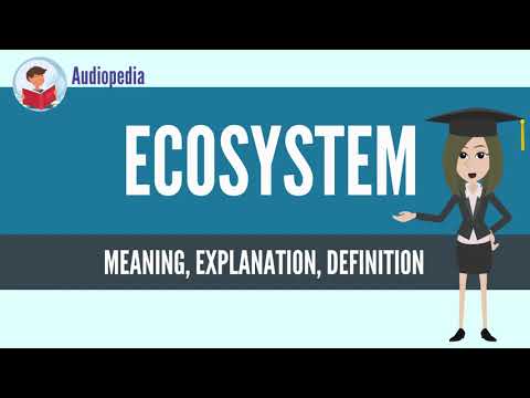What Is ECOSYSTEM? ECOSYSTEM Definition & Meaning