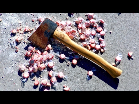 The Right Rotters: GLob in YeR goB (Pünk song Official Music Video)