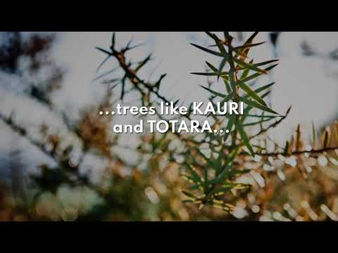 Tānes Tree Trust Carbon Calculator