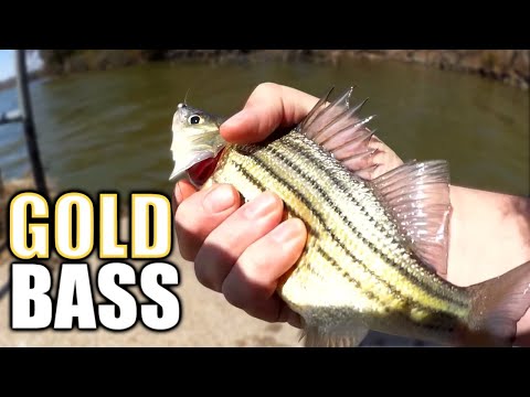 Early Spring Bass Fishing: Yellow Bass aka Stripe, Gulp Minnows, Ned ...