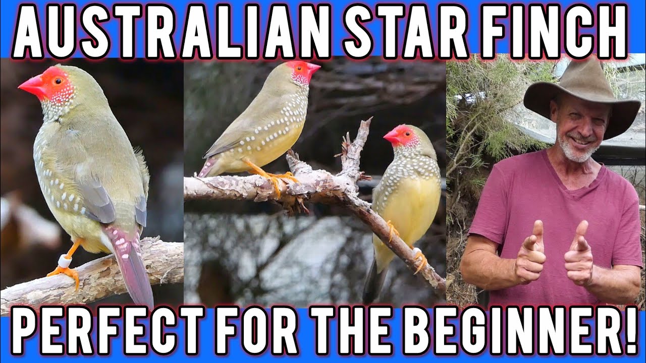Australian Star Finch: Breeding and Care in Mick's Aviary!