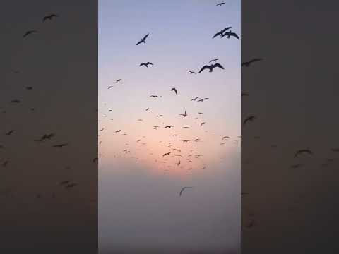 bird png ✨‼️✌... #birds #png #newvideo