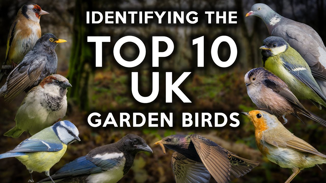 How to identify the top 10 UK Garden Birds plus lots of facts about them