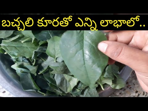 Malabar spinach benefits in Telugu l Bachali Aaku uses l Telugu Tips and Facts