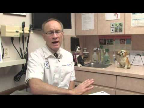 How to Tell if a Dog Has a Bladder Infection