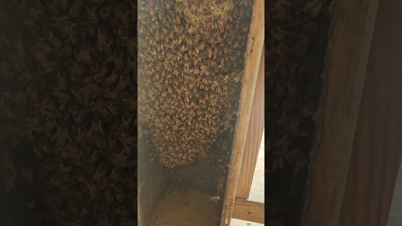 Bees in Saucier, MS!!!