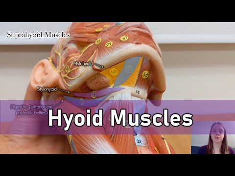 Hyoid muscles