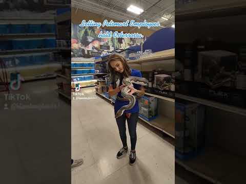 Petsmart. Reticulated python.