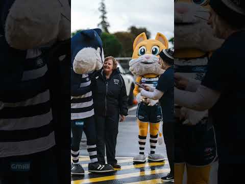 Game day for Geelong Cats #youtubeshorts #subscribe #photography #gocats #like #shorts