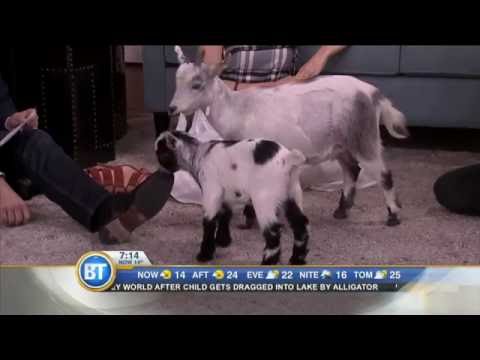 Baby goat needs a name