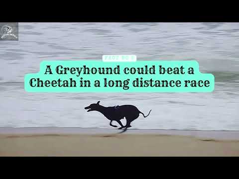 Discover 10 Amazing Facts About Dogs You Won't Believe! | Amazing Animals