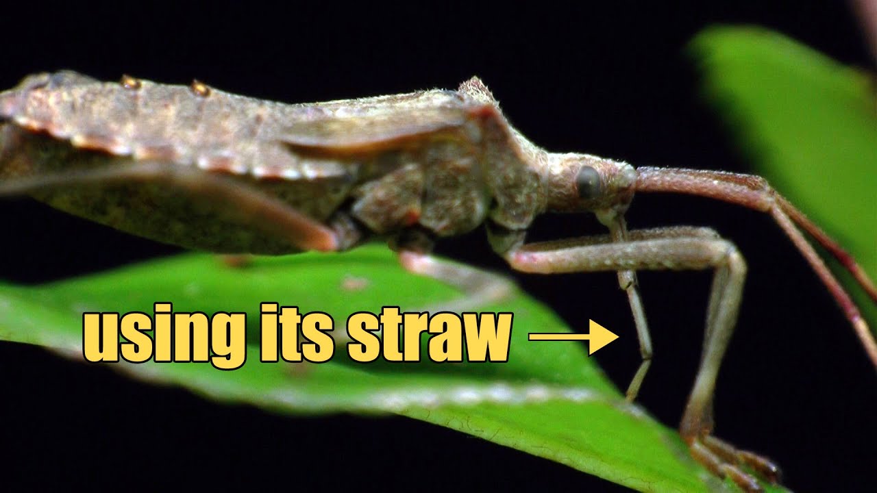 Leaf-Footed Bugs (and Their Built-in Straw)