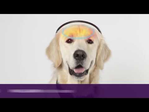 Calmer Canine™ – The Device – Product Video